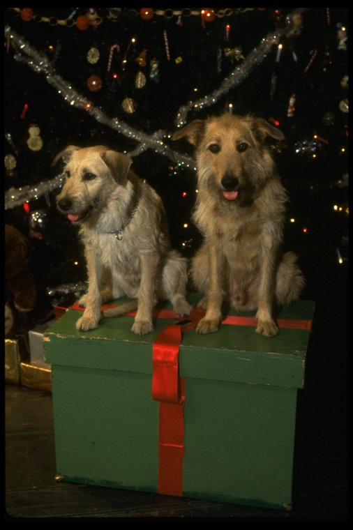 What Kind Of Dog Is Sandy From Annie